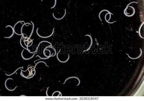231 Imágenes Fotos De Stock Objetos En 3d Y Vectores Sobre Bladder Worm Shutterstock