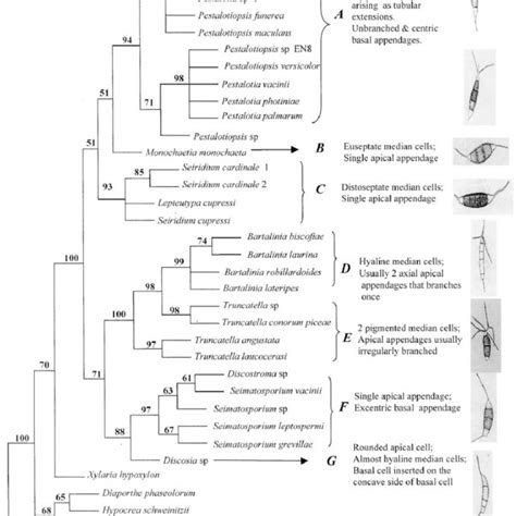 Strict Consensus Of 10 Equally Most Parsimonious Trees Generated From