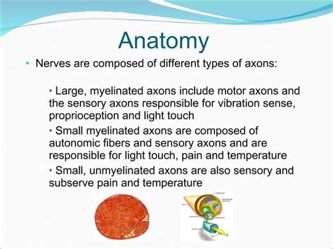 Peripheral Neuropathy An Overview Ppt Brain And Nervous System