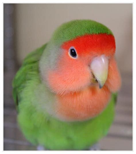 Peach Faced Lovebird Cute Birds Pet Birds Beautiful Birds