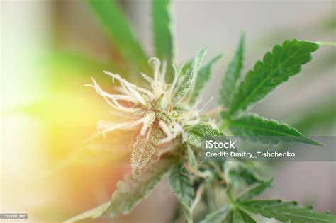 수확 하기 전에 새싹 대마초 허브 잡 초의 합법화의 개념 인 디카와 사 티 의료 대학 대마초 버드 약용 마리화나 Cbd Thc