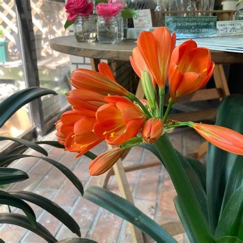 ひょうごはなまち（花と緑のまちづくりセンター） 前庭のつる植物ムベの花が咲き出しました。 雄花雌花がわかるかな？ 1枚目雄花、2枚目雌花