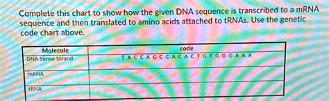 Complete This Chart To Show How The Given Dna Sequence Is Transcribed