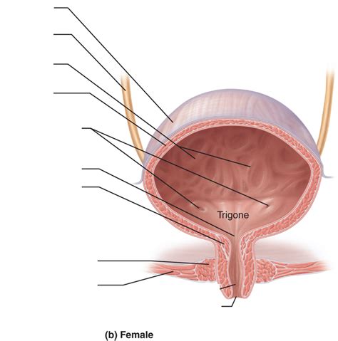 Female Urinary Bladder Diagram Quizlet