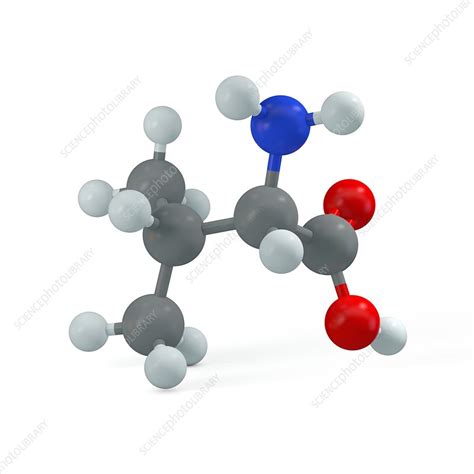 Valine Molecule Illustration Stock Image F0309516 Science Photo