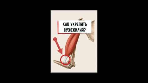 Как укрепить сухожилия Youtube