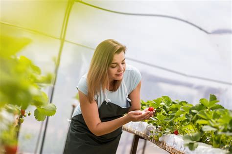 베스트 온실에서 근무 하는 농업 엔지니어와 명의 하 재배 딸기 자 상자 딸기 따기 농장 딸기 작물 개념에 Berrying 여자 여성 온실 작업자 딸기에 대한 스톡 사진 및