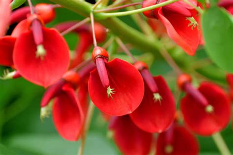 320 Fleur Darbre Corail Photos Taleaux Et Images Libre De Droits Istock