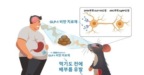 안 먹어도 포만감 뇌 부위 알아냈다서울대 연구진 논문 게재