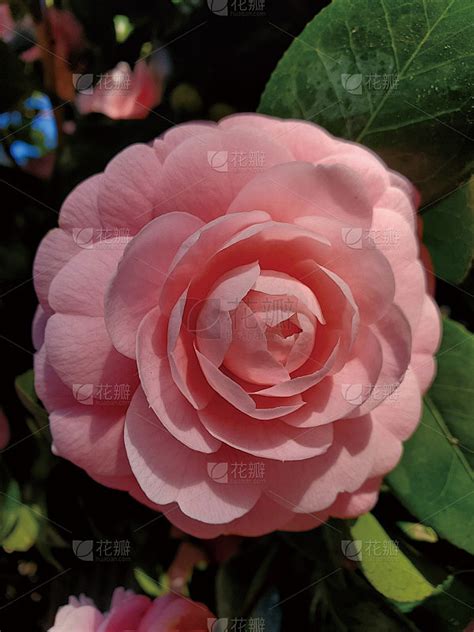 粉红色山茶花