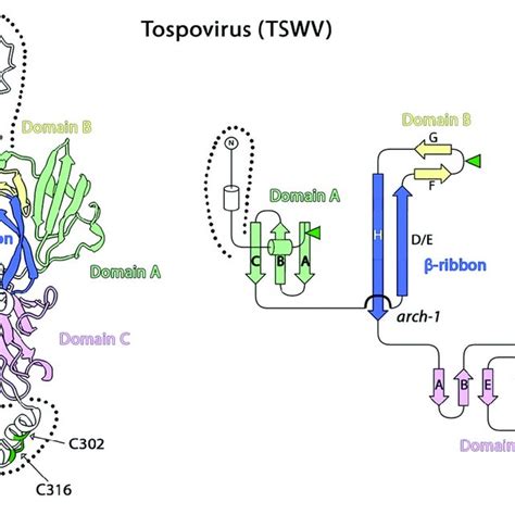 The Structure Of The Accompanying Proteins Of Alphaviruses E2 Panel