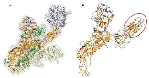 Structure Of Sars Cov 2 S Proteins And Ace2 Binding Domain A The