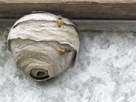 How To Remove A Wasp Nest Without Killing Them