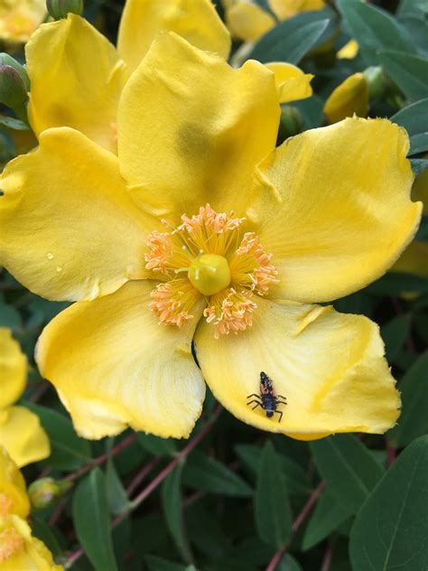 Bug Yellow Flower Free Photo On Pixabay Pixabay