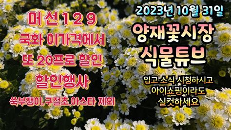 양재꽃시장 식물튜브 어떤 식물들이 입고되었는지 랜선으로 아이쇼핑하시고 힐링하세요 양재꽃시장 식물튜브 Youtube