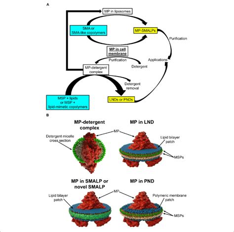Different Types Of Nanodiscs A Schematic Representation Of The Download Scientific Diagram