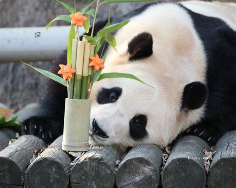 대나무 빼빼로 먹는 판다 Mlbpark
