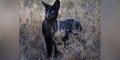 A Striking Photo Of A Very Rare Black Serval Cat