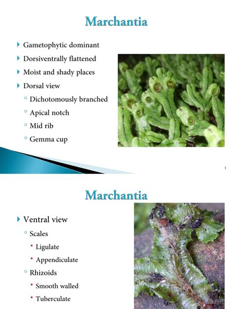 Bryophyta Pteridophyta Pdf