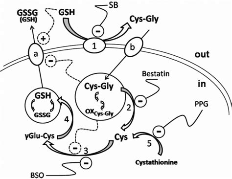 Schematic Representation Of γ Glutamyl Cycle In The Bovine Lens