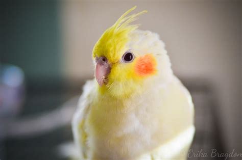 64 Best Images About Cockatiel On Pinterest Birds Pearls And To Find Out