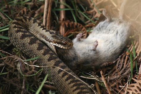 Free Adder Photo Library Amphibian And Reptile Conservation