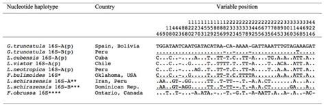 Nucleotide Differences Found In The Mtdna 16s Gene Sequence Download Scientific Diagram