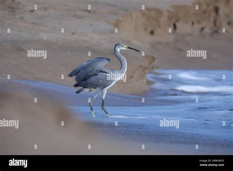 A Majestic Great Blue Heron Standing On The Shoreline Of A Sandy Beach