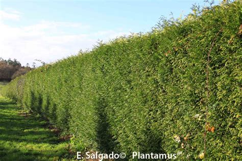 Plantas Para Setos ¿que Tipo De Seto Necesitas Diez Consejos Para No