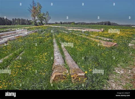 Spruce Tree Trunks European Spruce Picea Abies In Spring Meadow Upper Bavaria Bavaria