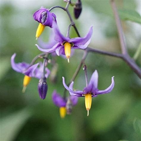 Bittersweet Nightshade Solanum Dulcamara 30 Seeds In Etsy