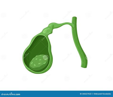 Illustration Of The Gallbladder Mass Vector Image Of The Gallbladder
