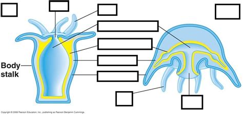 Cnidaria Diagram Quizlet