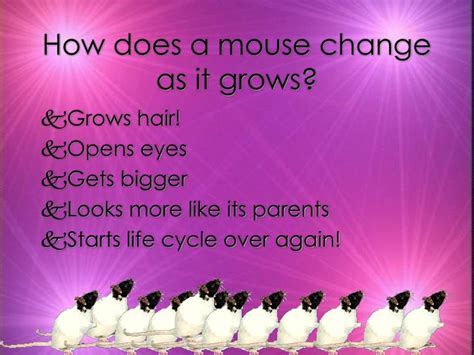 Ppt What Is The Life Cycle Of A Mouse Powerpoint Presentation Id