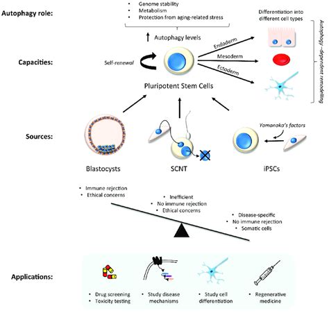 Schematic Representation Of Different Types Of Stem Cells And Their Download Scientific Diagram