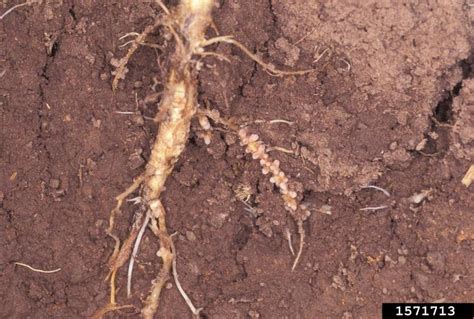 Rhizobium Bacteria Genus Rhizobium