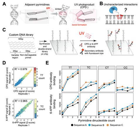 uv bind measures protein binding to uv irradiated dna a uv light