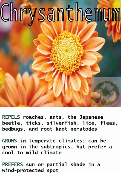 Pin By Patch Potato On Pest Repelling Plants Japanese Beetles Insect