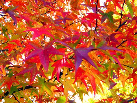 Autumn Leaves Free Stock Photo Public Domain Pictures