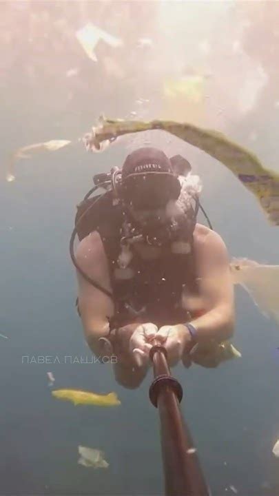 Во что люди превратили мировой ОКЕАН животные экология природа Youtube