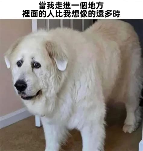 翻譯 這我 梗圖板 Dcard
