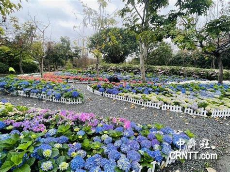 中评镜头：台北大安森林公园 人与花比娇