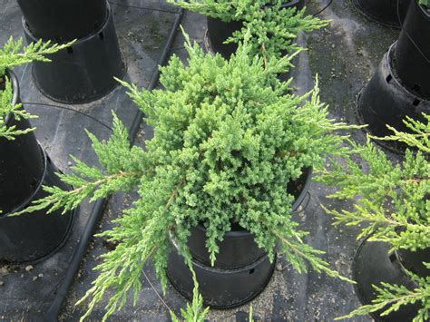 Juniperus Procumbens Nana Gorini Piante