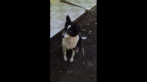Cachorra Nina desapareceu ontem por favor tem uma crianç desapareceu no