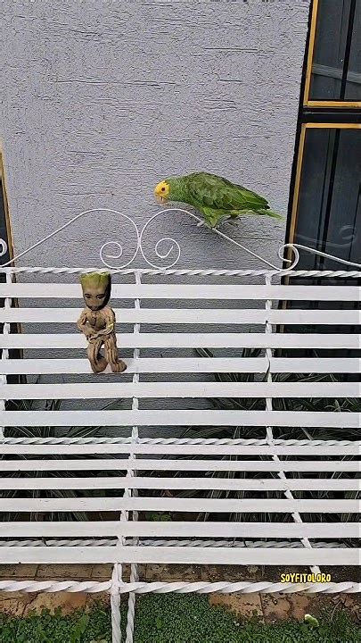 Fito Con Groot Bailando Loro Caminando Loros Hablando Shorts Parrot
