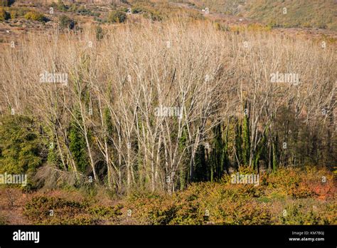 View Of Different Types Of Trees Without Leaves At Sunset Near Jerte Extremadura Spain At