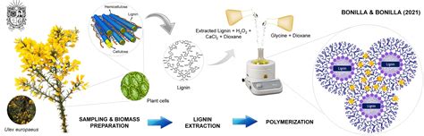Synthesis And Characterization Of A Novel Lignin Based Biopolymer From Ulex Europaeus A