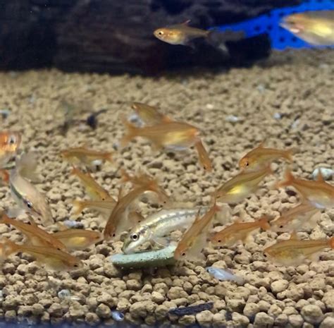 『sakanaの日常』エサを食べてる様子を観察する Aquashop Arrange（アクアショップ アレンジ）