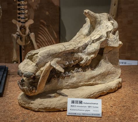 Even Toed Ungulate Fossil Natural Atlas