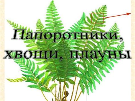 Папоротники, хвощи, плауны - online presentation
